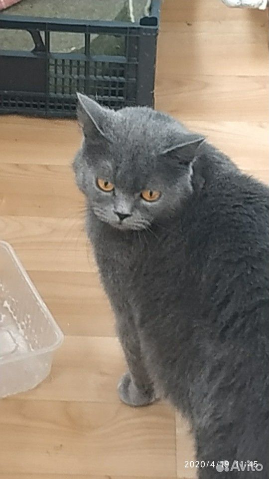 Отдадим в хорошие руки британскую кошку