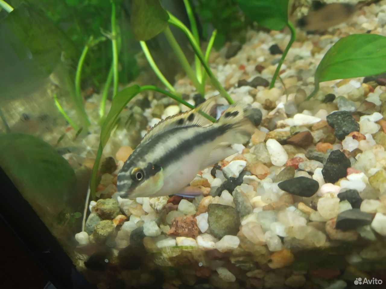 Рыбка пельвикахромис попугай самец