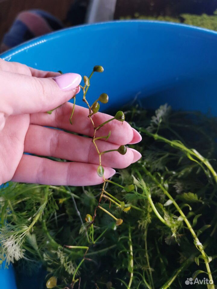 Отдам тазик прополки