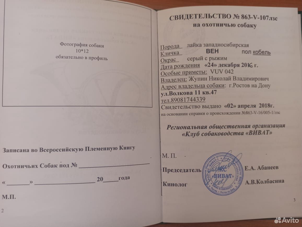 Западно сибирская Лайка