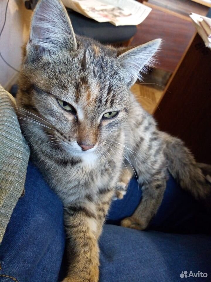 Кошечка, кошка, котенок отдам ищет дом