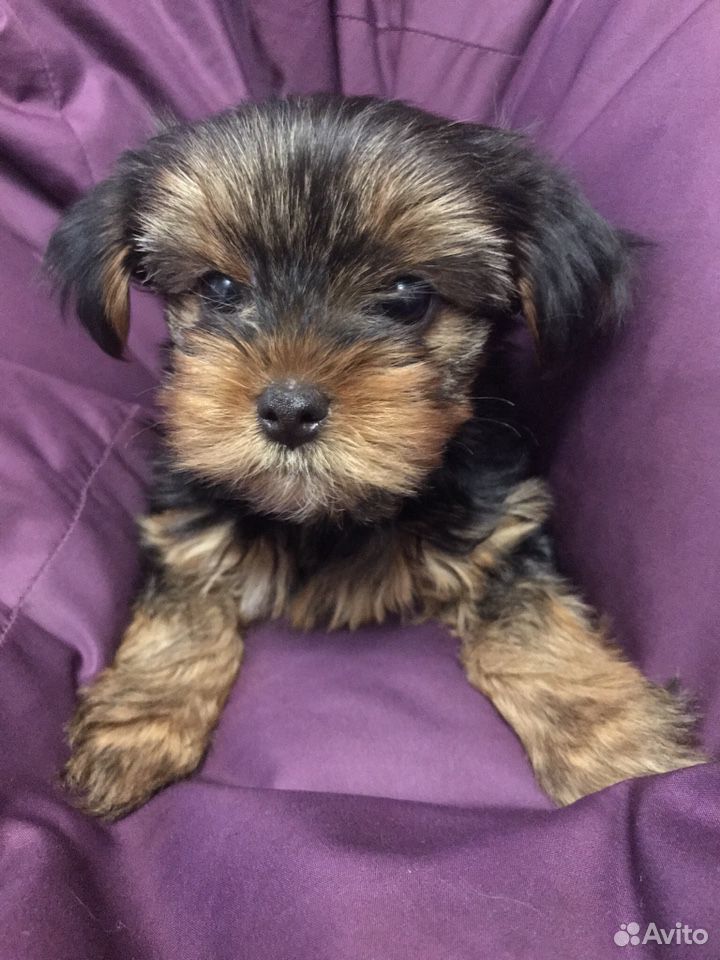 Две девочки (йоркширский терьер) ищут хороших хозя