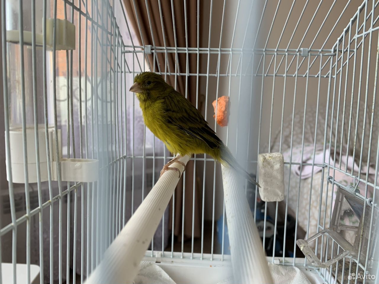 Кенар