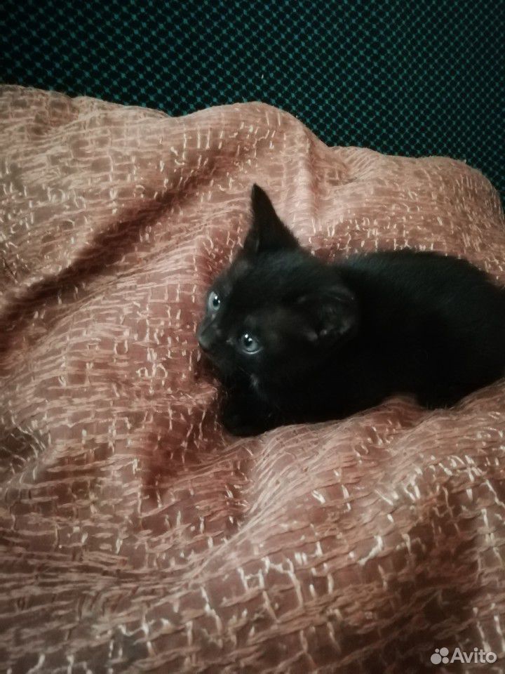 Котята в хорошие руки