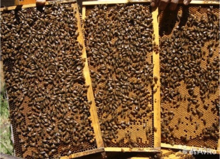 Пчелопакеты