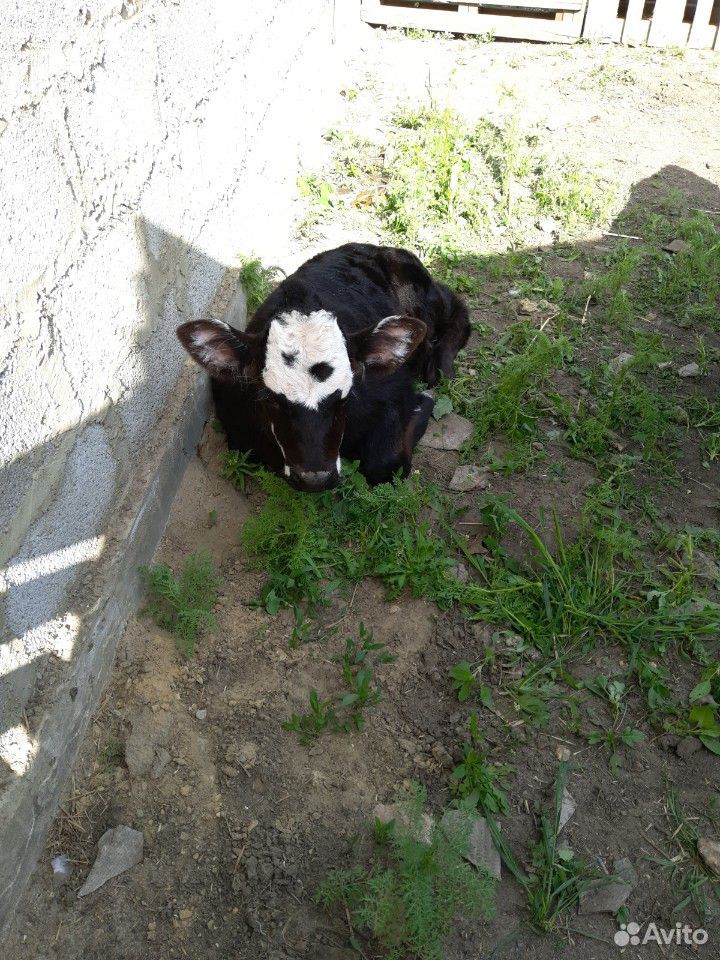 Продаю телочку 4х недельную