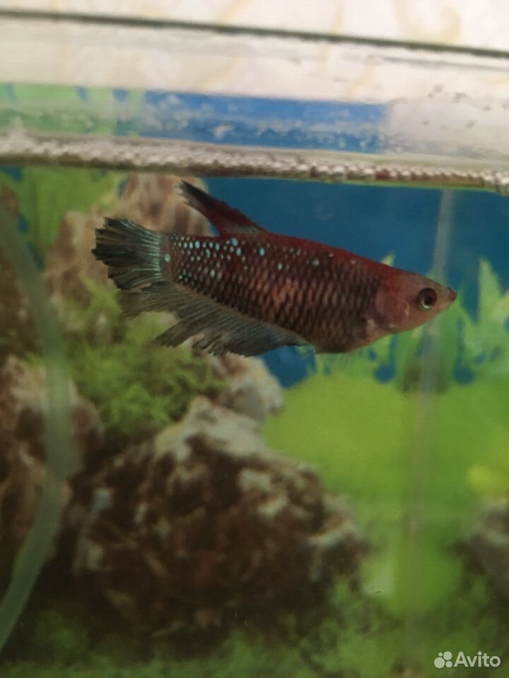 Рыба петушок