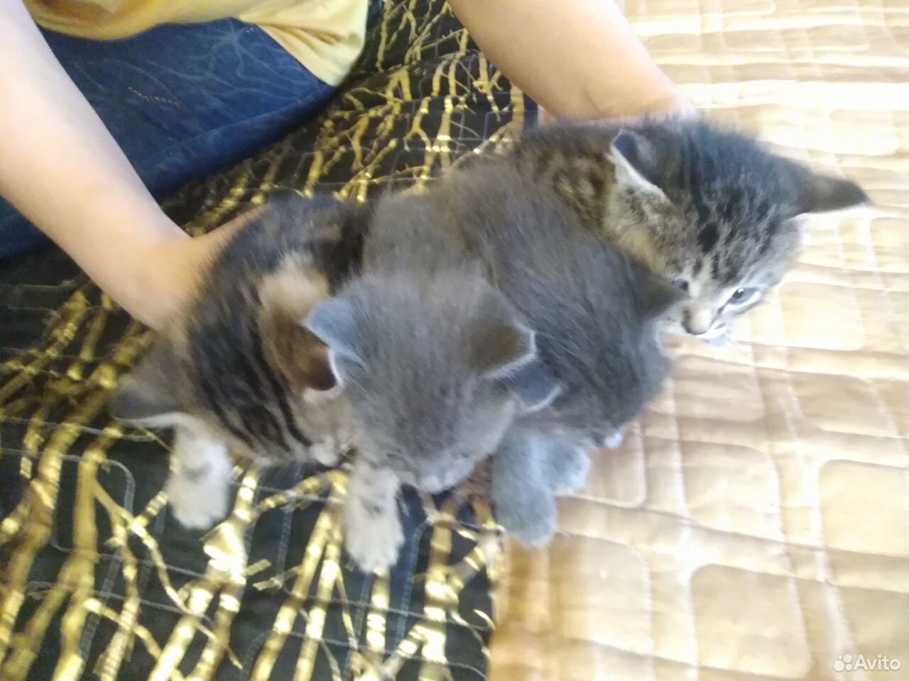 Отдаю даром прекрасных котят. С доставкой