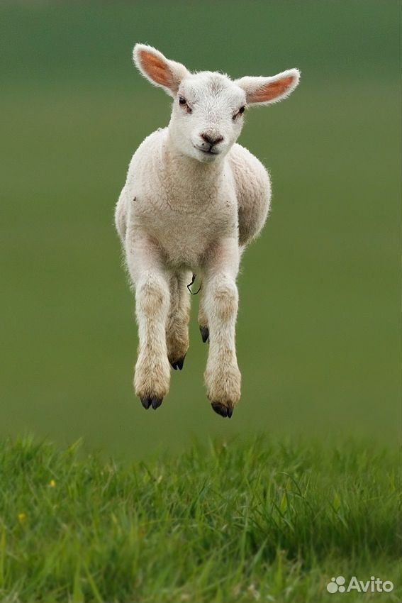 Продам Барана 1год на племя