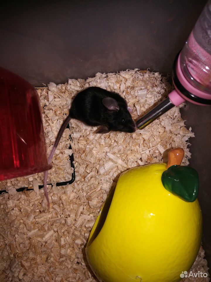 Мышь сатиновая, декоративная