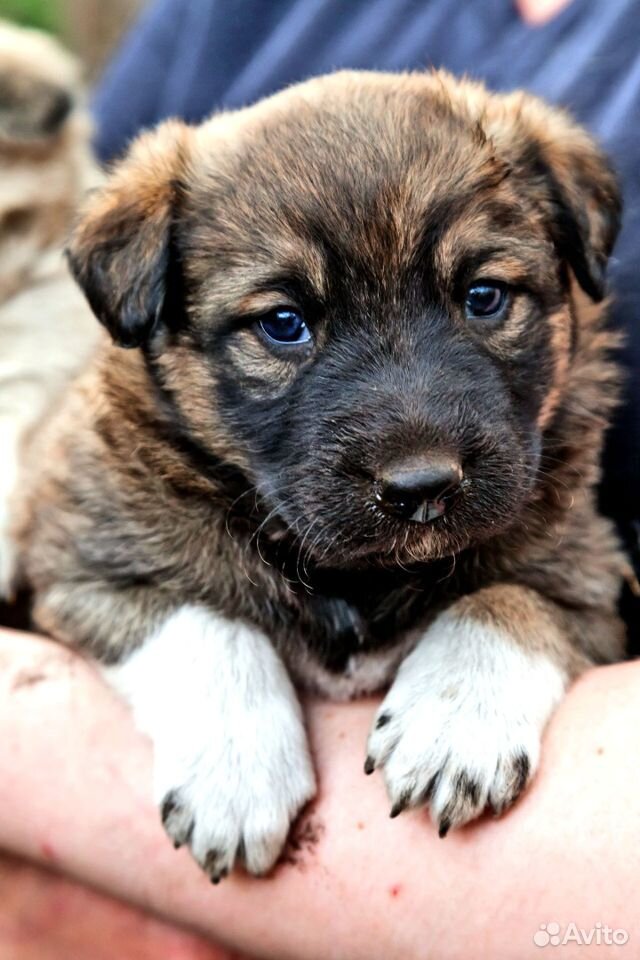 Малышка ищет хозяина