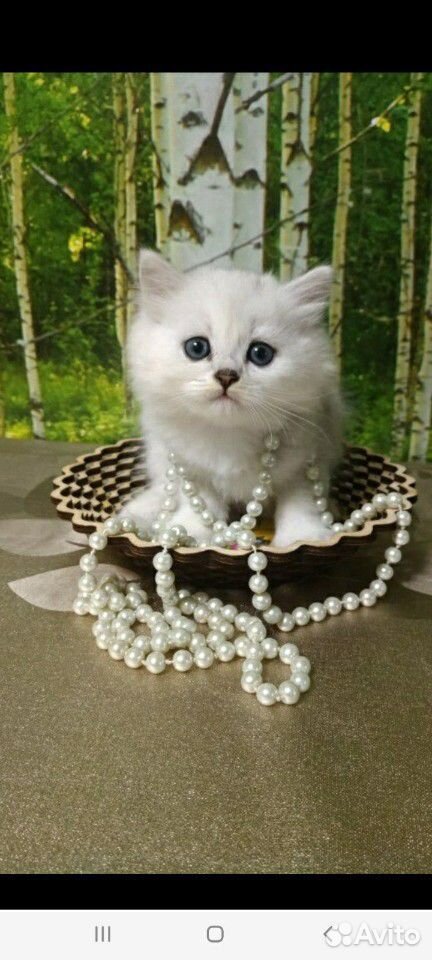 Серебристая шиншила котята