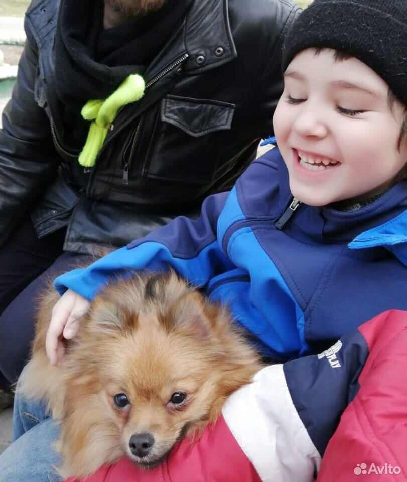 Немецкий Цвергшпиц девочка от 01.02.2019