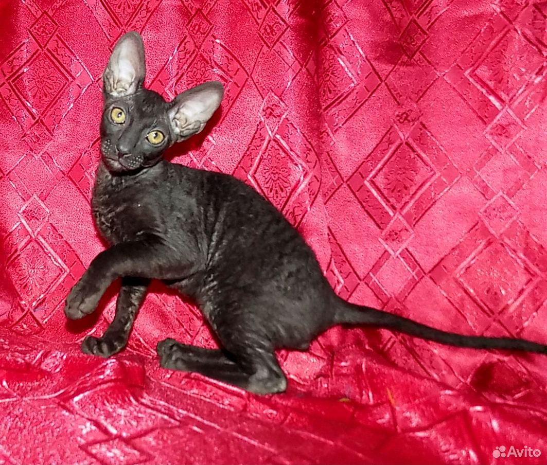 Кудрявое чудо