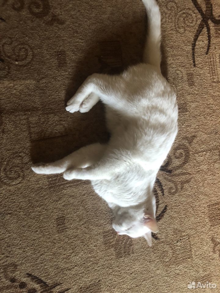 Кошка отдам