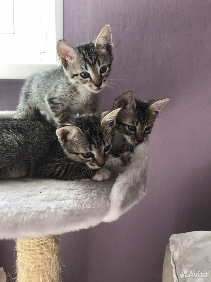 Домашние котята