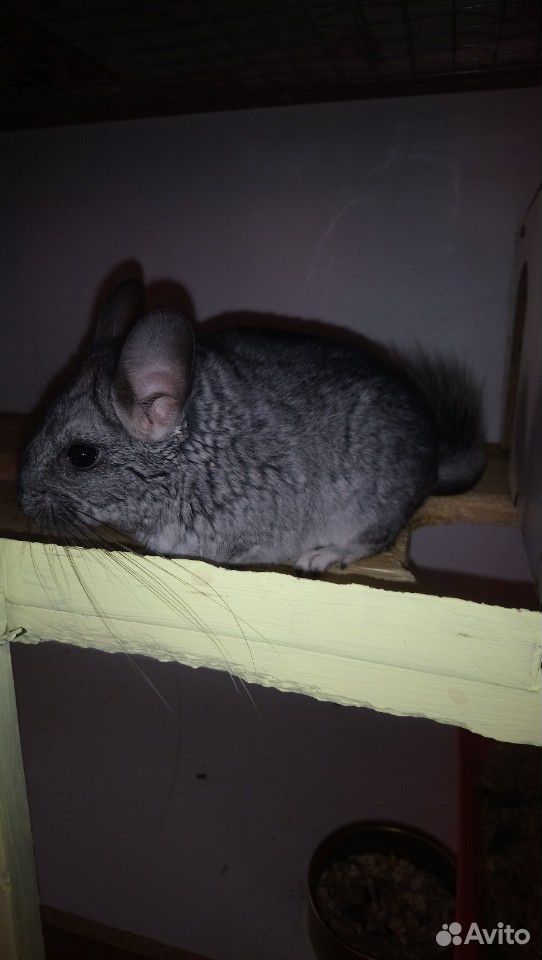 Шиншилла мальчик, 2,5 месяца