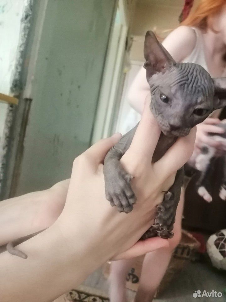 Донской сфинкс