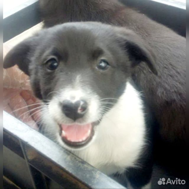 Две очаровательные девахи-милахи В добрые руки