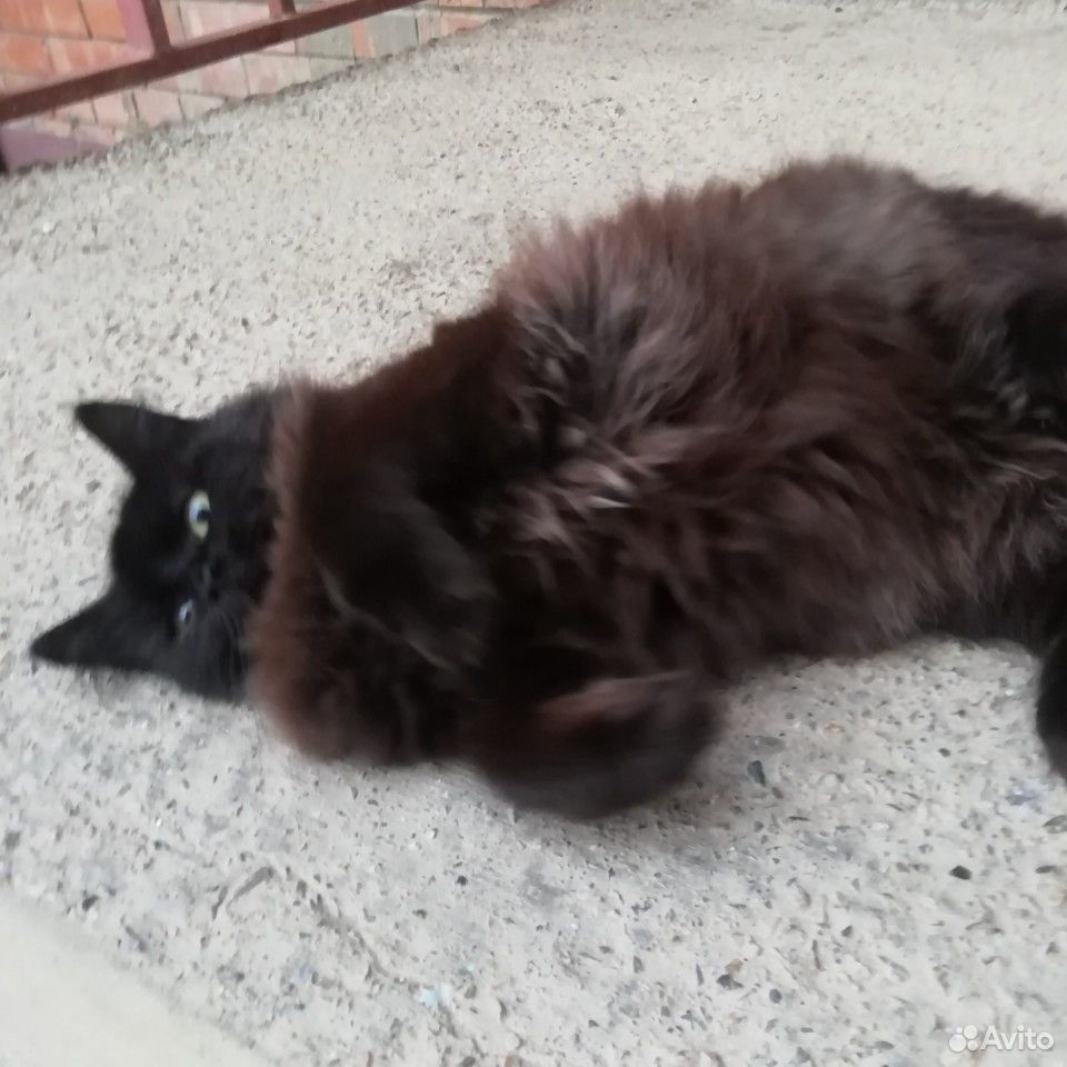 Котик 6-8 месяцев