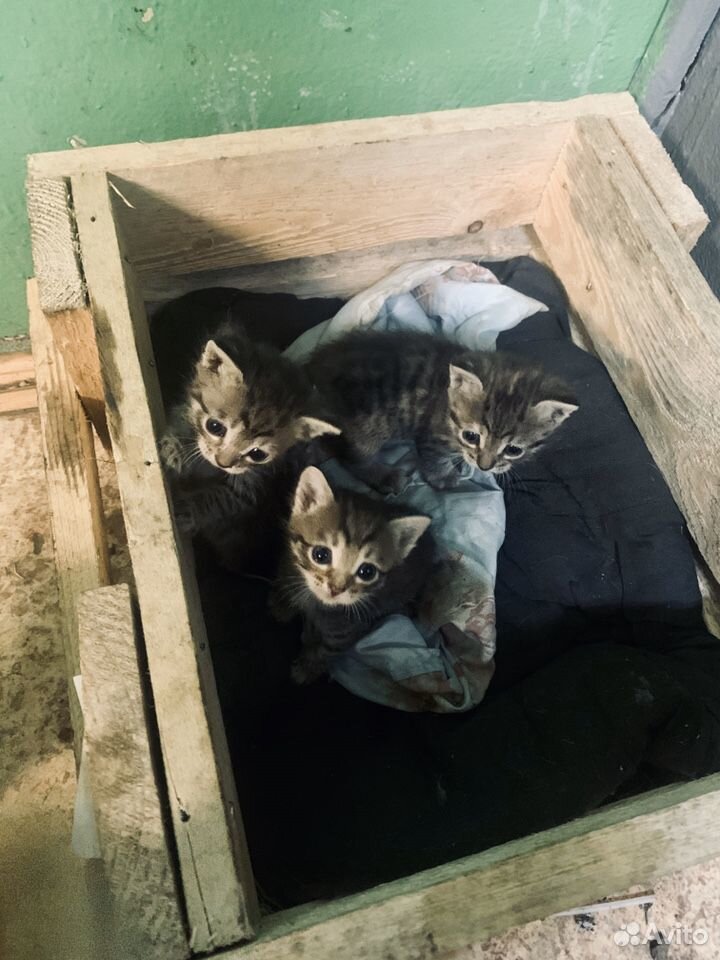 Котятки пуговки