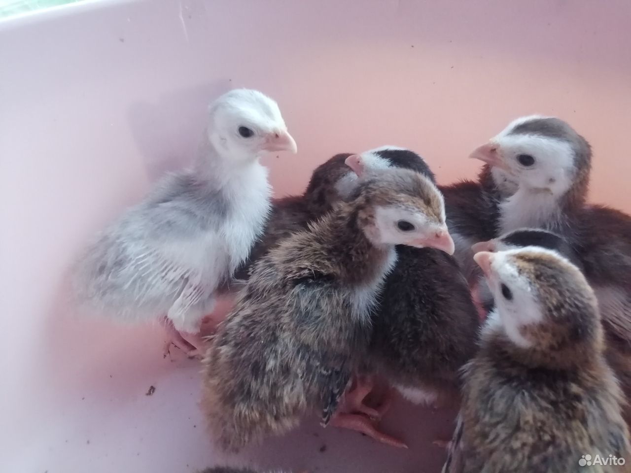 Цесарка. Обмен или продажа