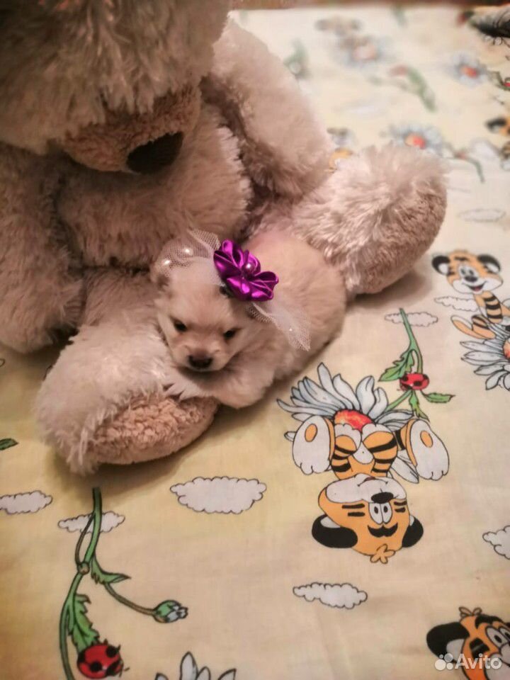 Собаки