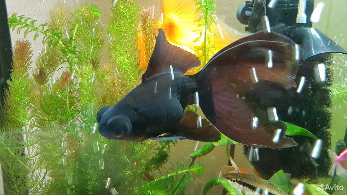 Рыба телескоп