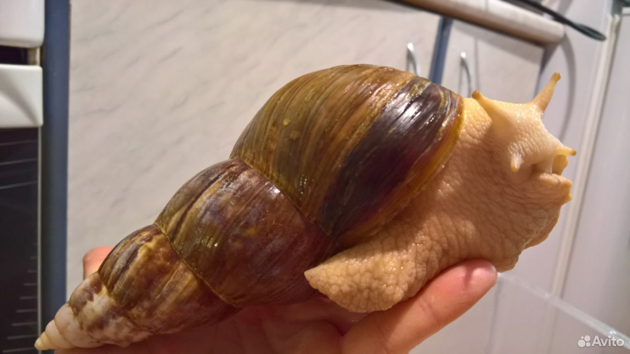 Улитка Ахатина Фулика