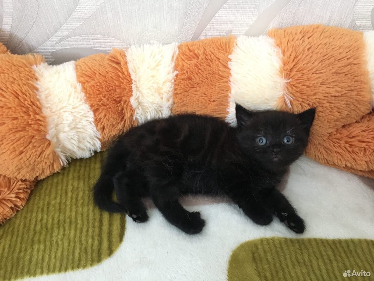 Котенок девочка шоколадная, мама - шотландка