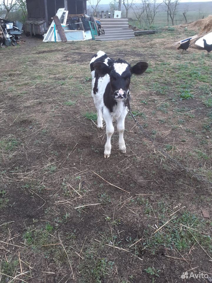 Продается телочка