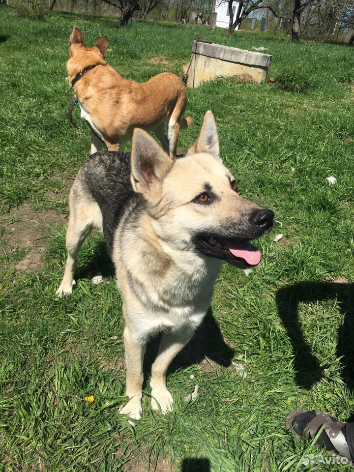 Щенок Лис в добрые руки