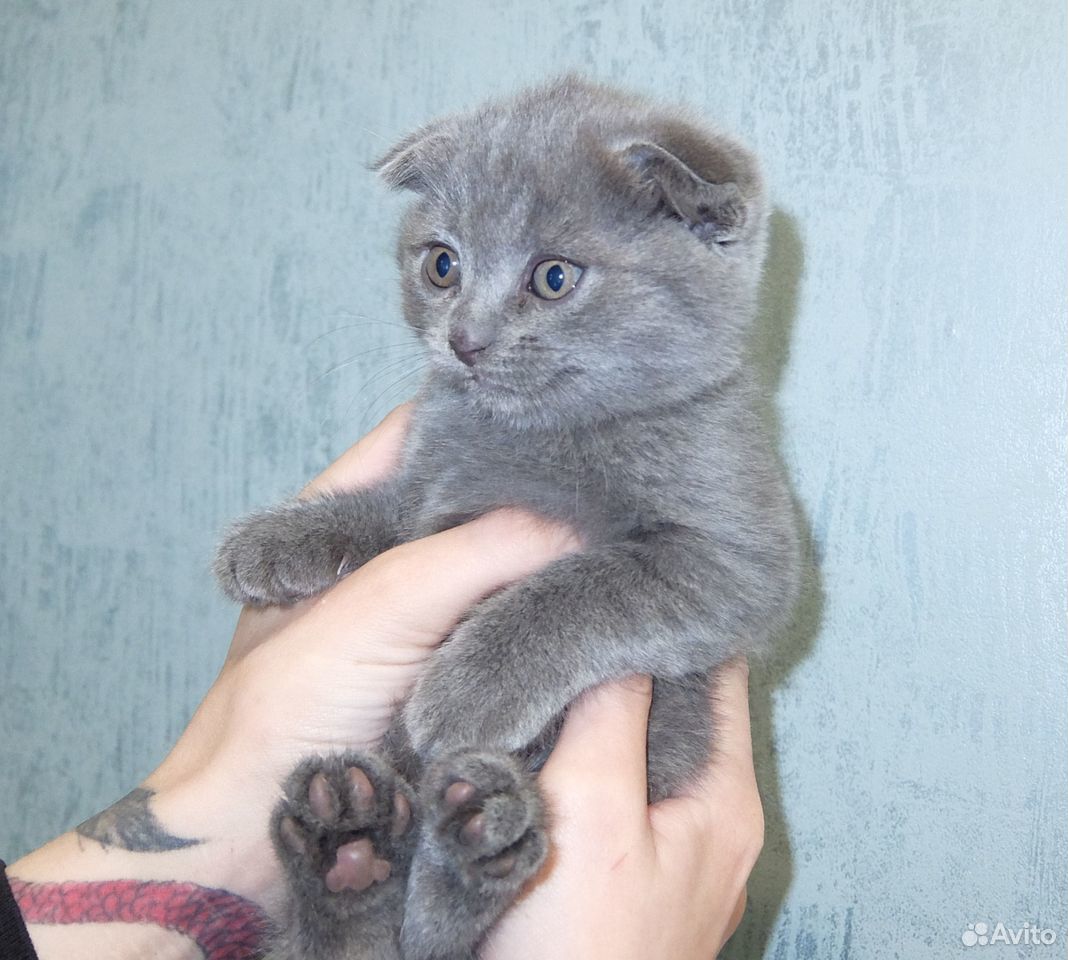 Вислоухое счастье