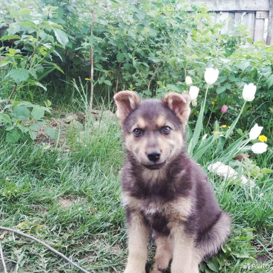 Кобелек 2 мес