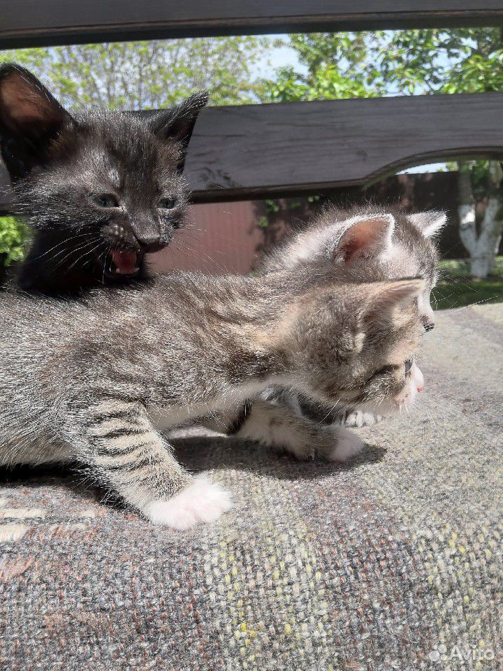 Отдам котят в добрые руки