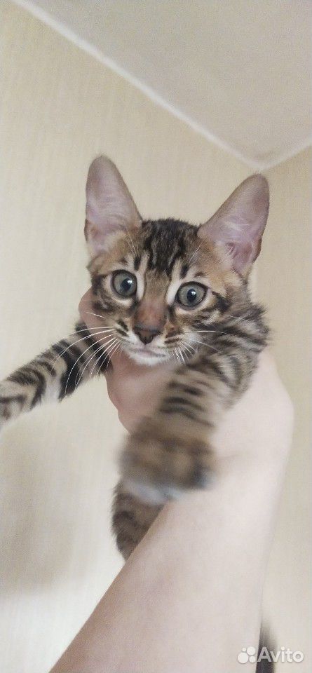 Котёнок бенгал (девочка)