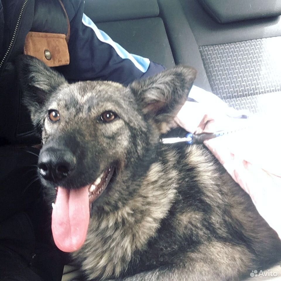 Собака в добрые руки