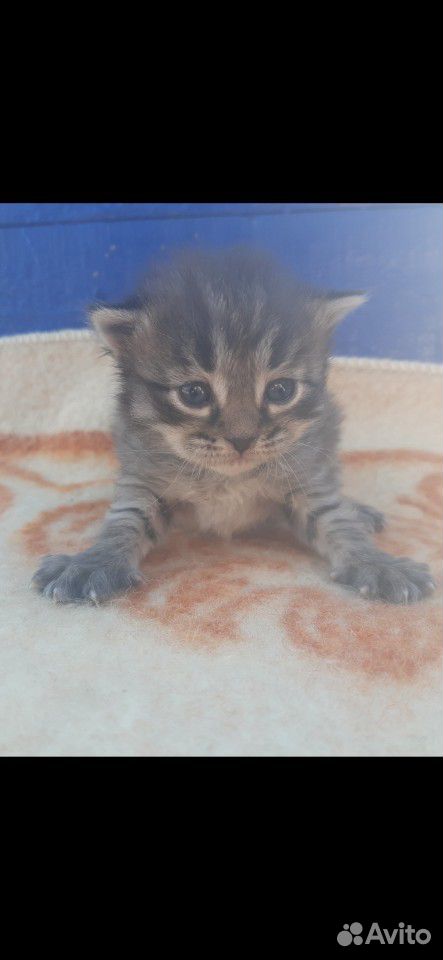 3 кота и 2 кошечки отдадим в хорошие руки