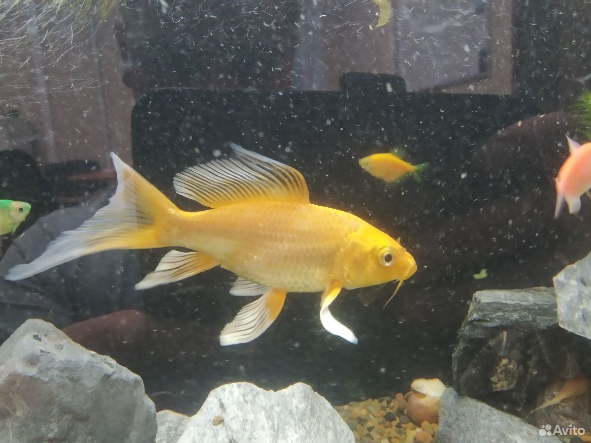 Рыба карп или золотая