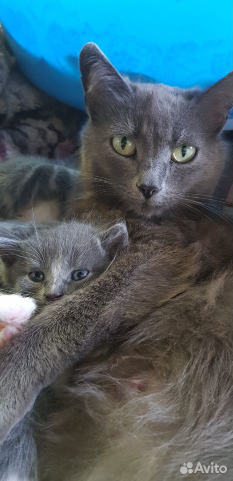 Котята русской голубой кошки