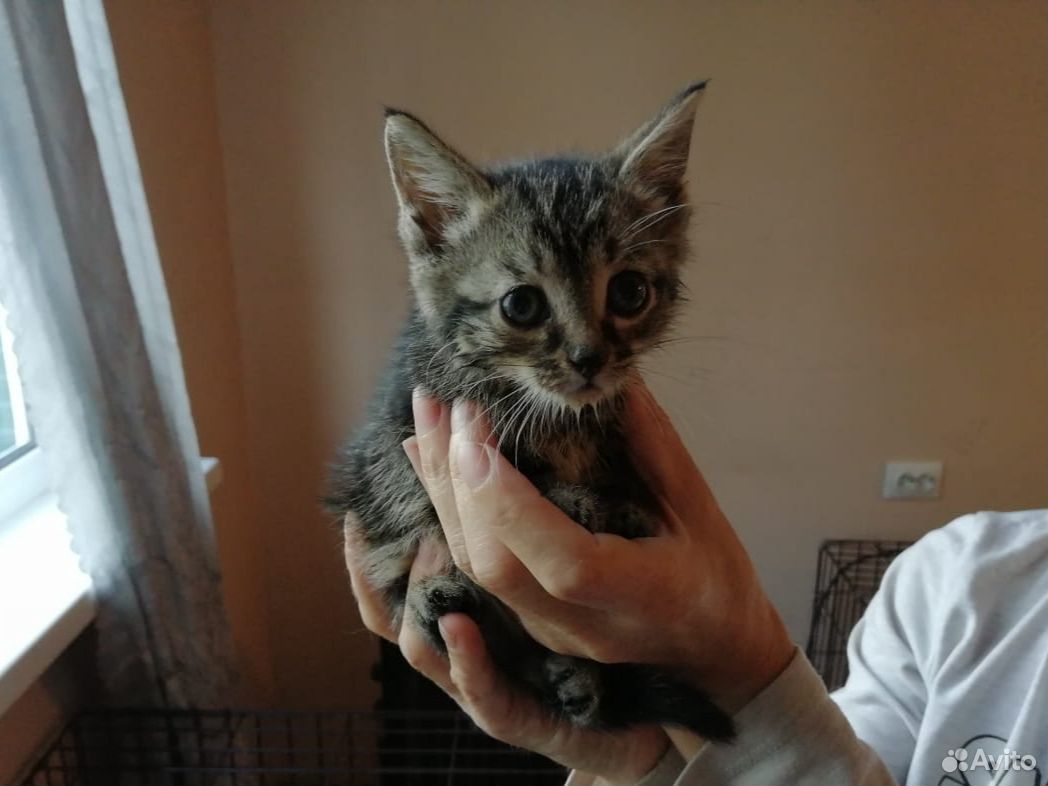 Котёнок Тигрик, 2 месяца, мальчик