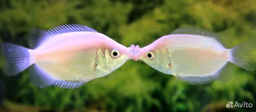 Гурами целующийся
