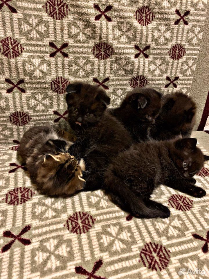 Котята