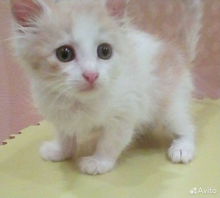 Котенок из банки ищет мам-пап