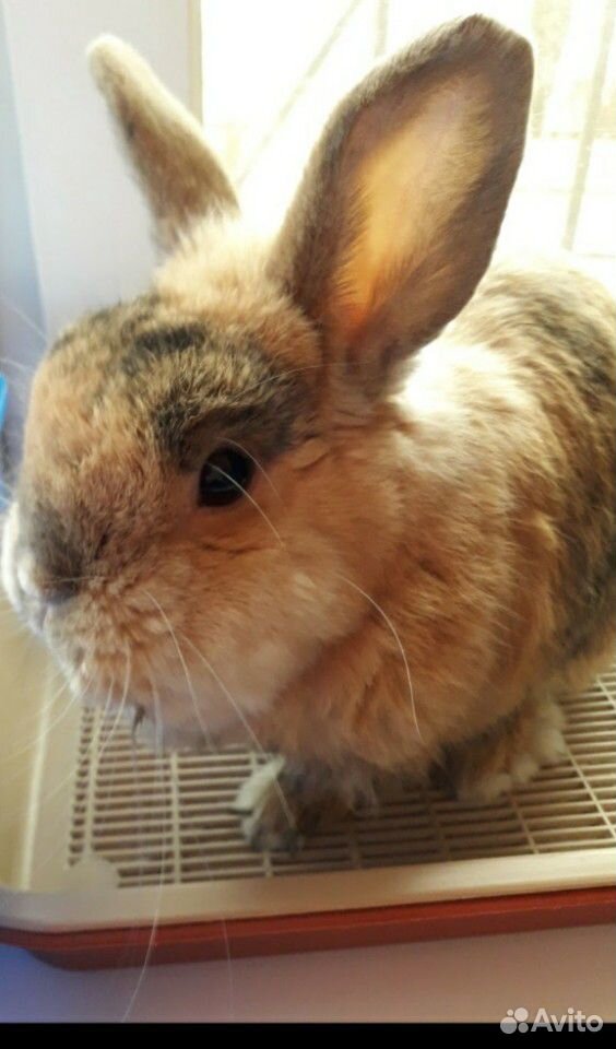 Кролик отдам