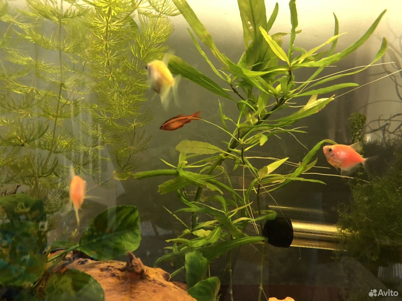 Теренция Гло, барбус вишневый