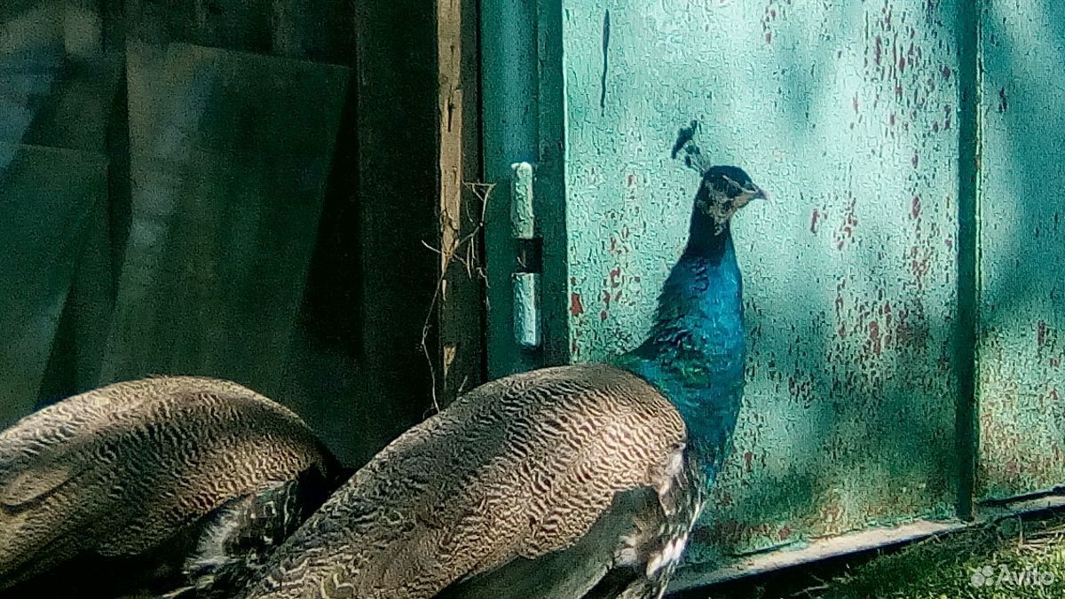 Индийские павлины