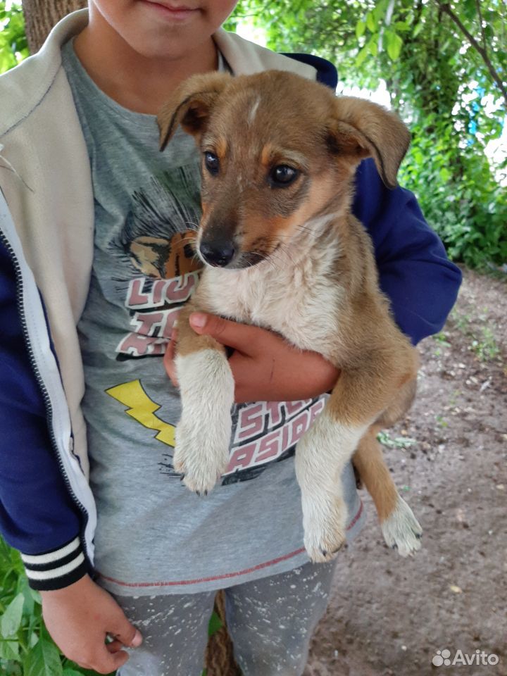 Щеночек (мальч) - в добрые руки