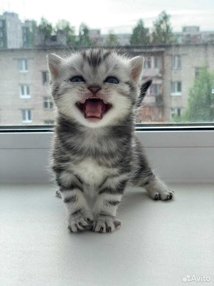 Котенок мальчик скотиш страйт