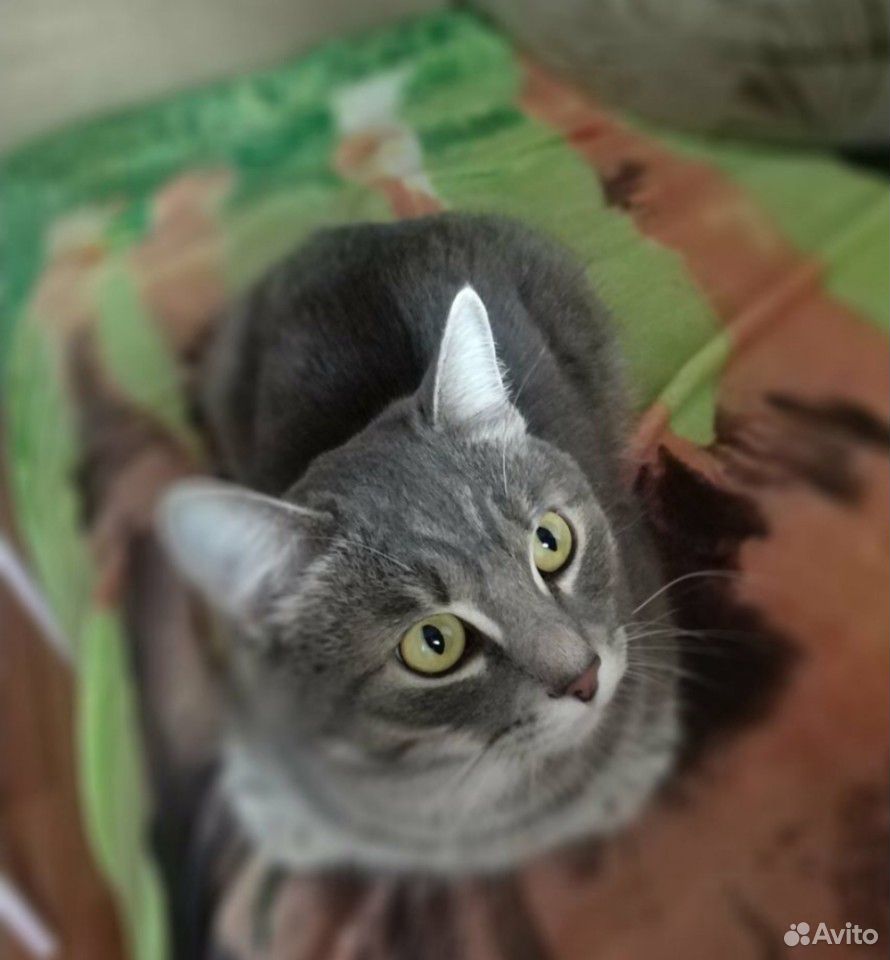 Отдам котика в добрые руки